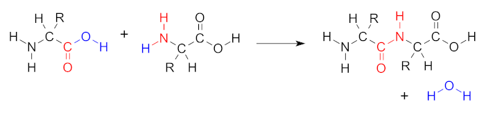 Amino Acids | A Level Notes