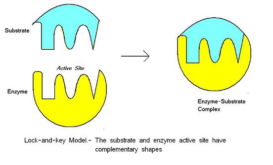 Enzymes | A Level Notes